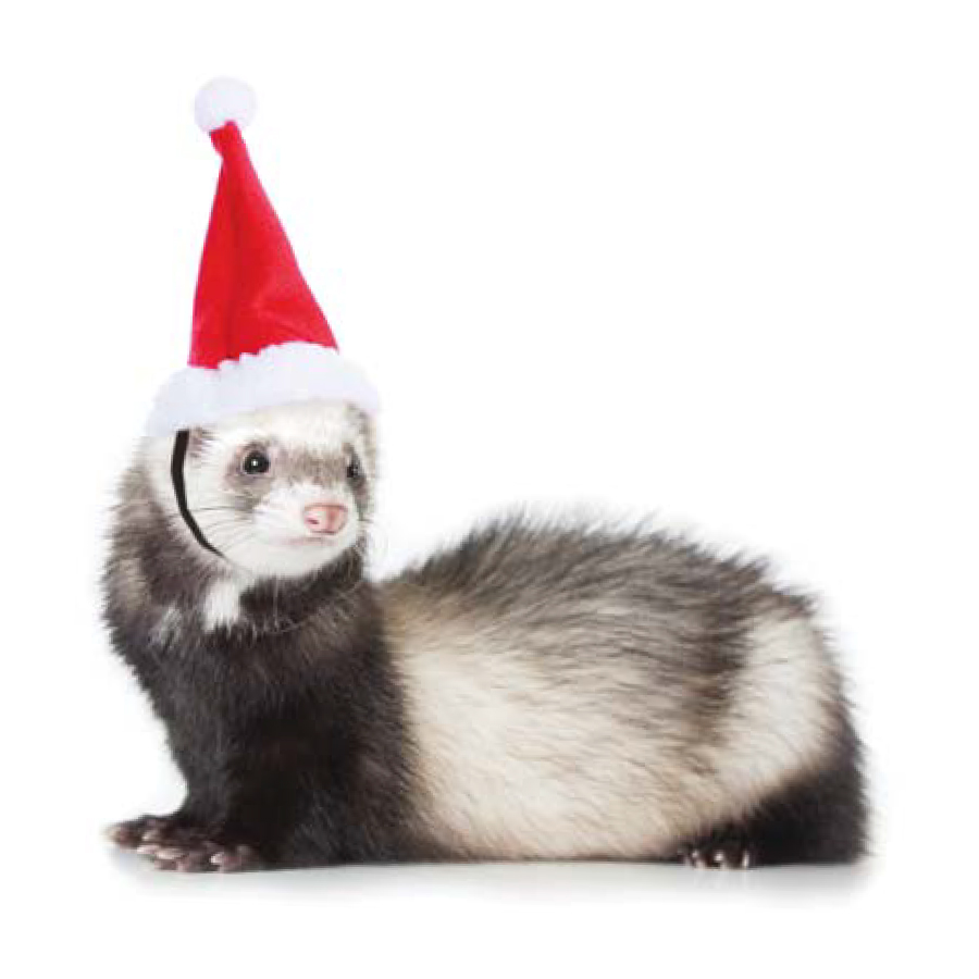 marshallferrets.com: Santa Hat