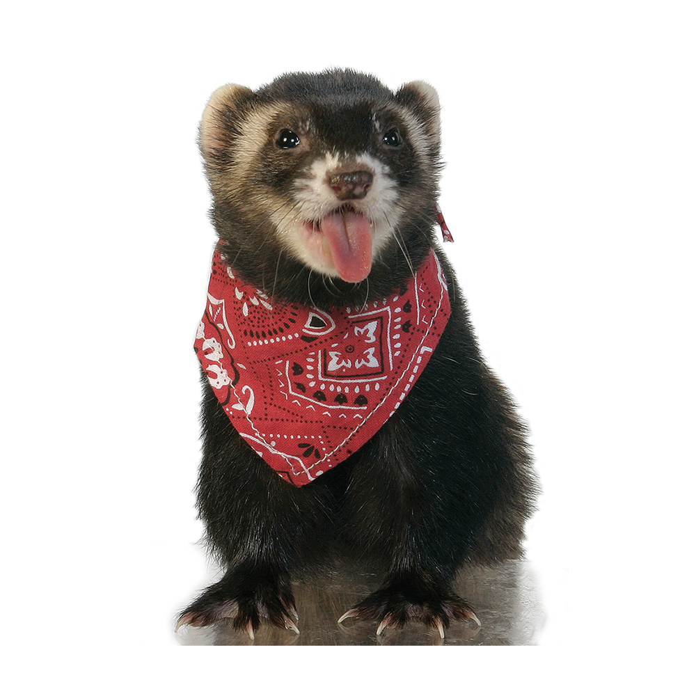 marshallferrets.com: Red Bandana